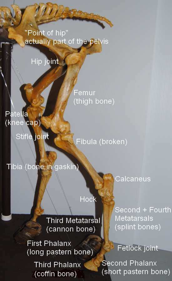 Bones Of The Hind Leg Part One Bones Of The Hind Leg Part One
